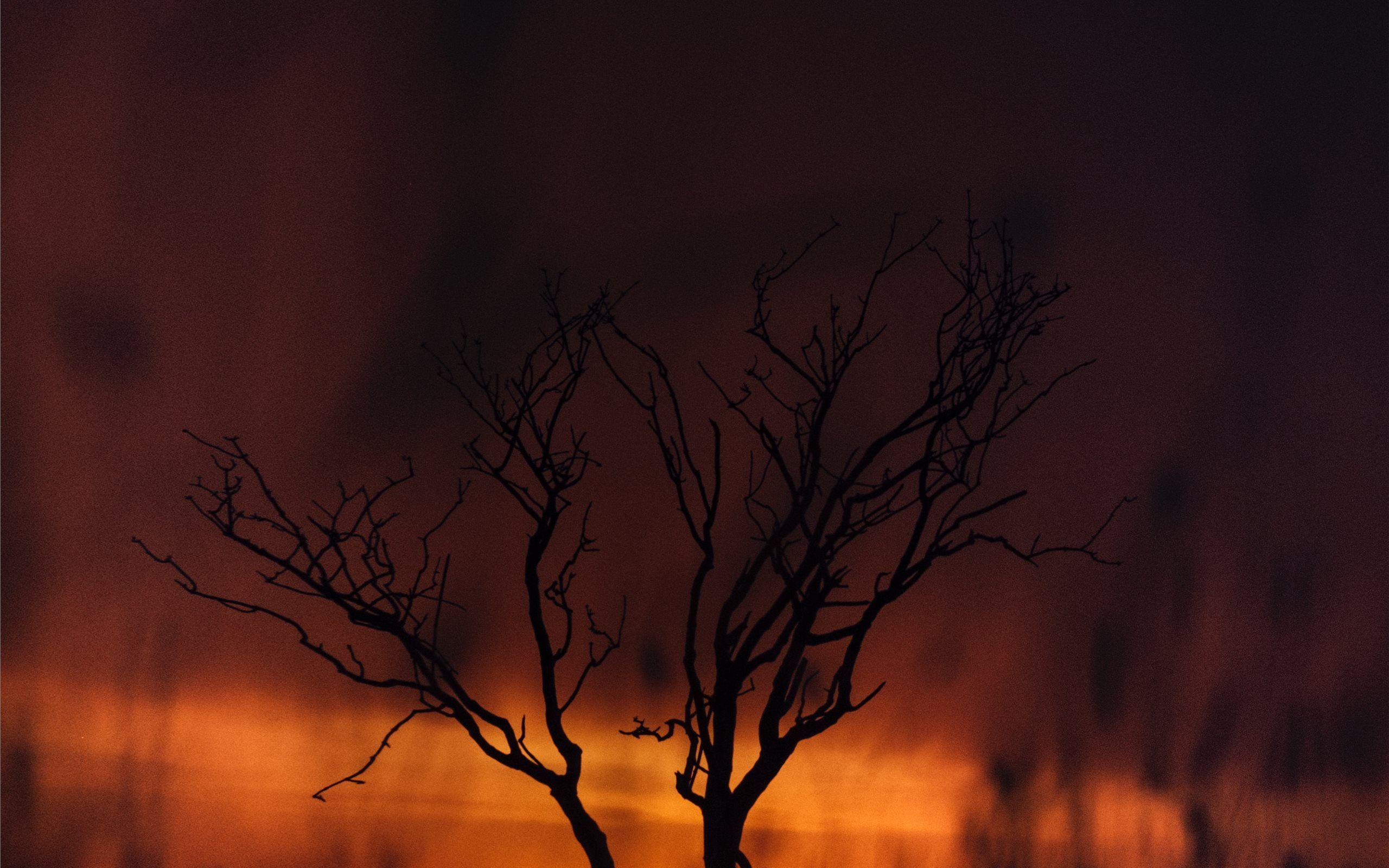 Wildfire Wallpapers - Top Free Wildfire Backgrounds - WallpaperAccess