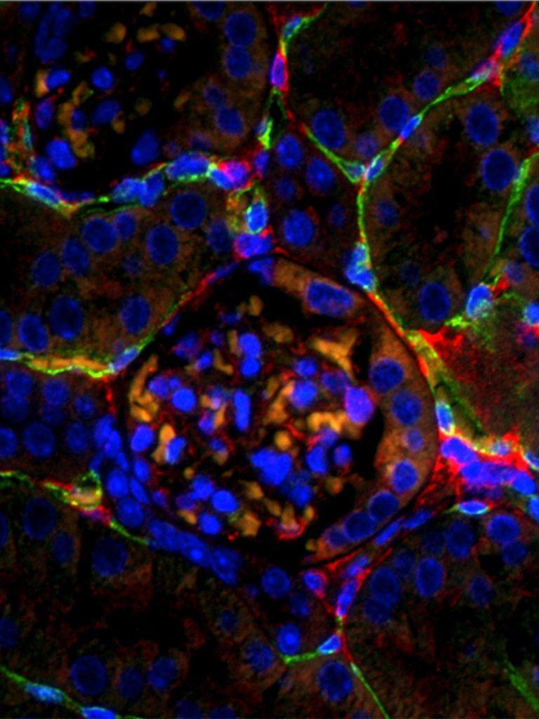 Molecular Biology Wallpapers - Top Free Molecular Biology Backgrounds ...