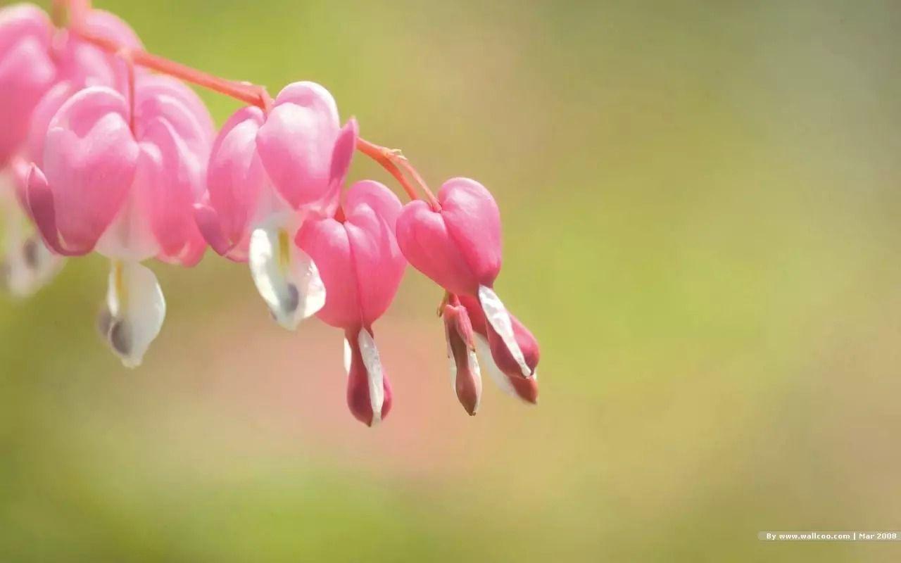 Korean Flower Wallpapers - Top Free Korean Flower Backgrounds ...