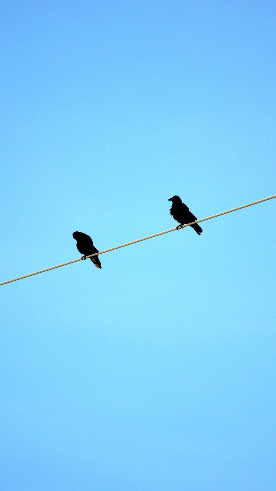 Bird iPhone Wallpapers - Top Free Bird iPhone Backgrounds - WallpaperAccess