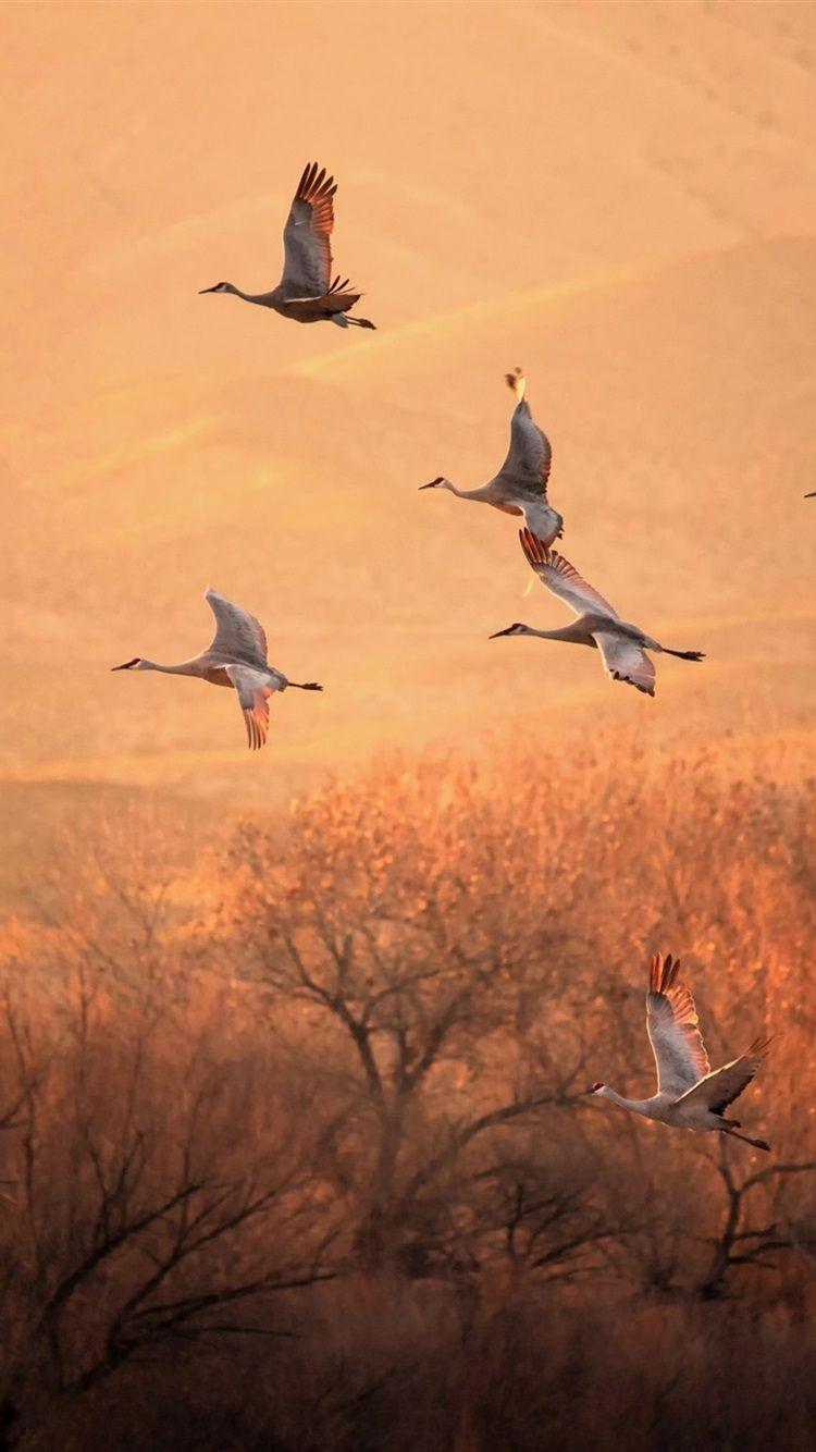 Bird iPhone Wallpapers - Top Free Bird iPhone Backgrounds - WallpaperAccess