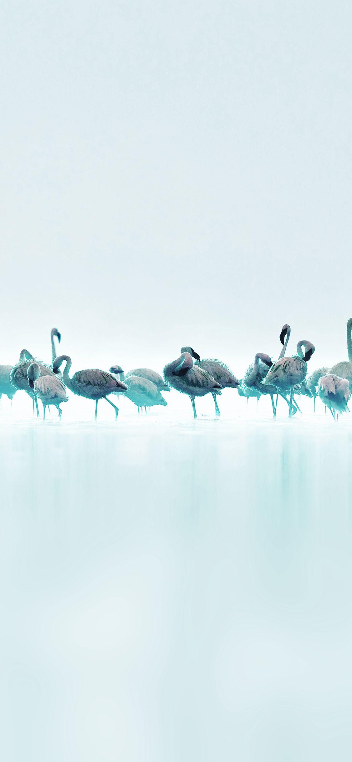 Bird iPhone Wallpapers - Top Free Bird iPhone Backgrounds - WallpaperAccess