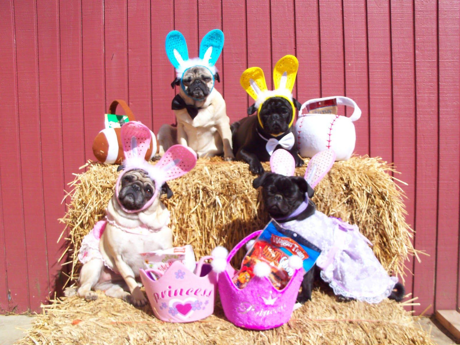 Easter Dog Wallpapers - Top Free Easter Dog Backgrounds - WallpaperAccess