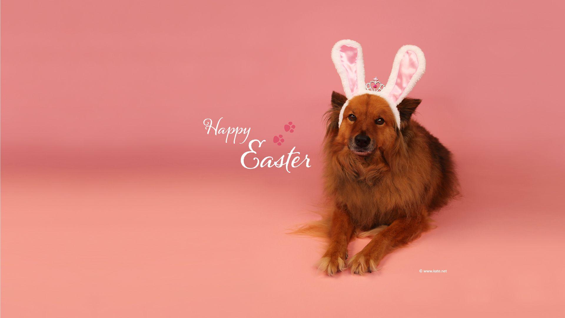 Easter Dog Wallpapers - Top Free Easter Dog Backgrounds - WallpaperAccess