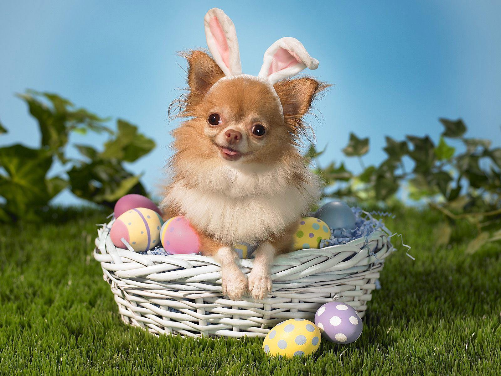 Easter Dog Wallpapers - Top Free Easter Dog Backgrounds - WallpaperAccess