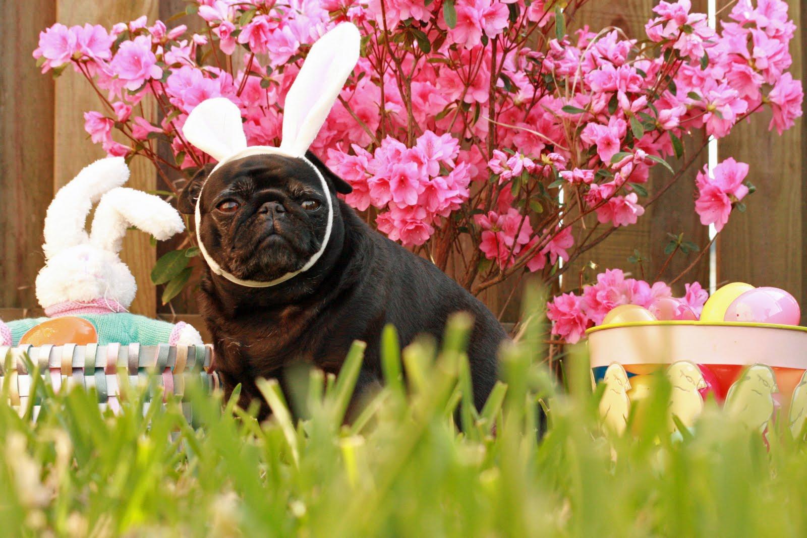Easter Dog Wallpapers - Top Free Easter Dog Backgrounds - WallpaperAccess
