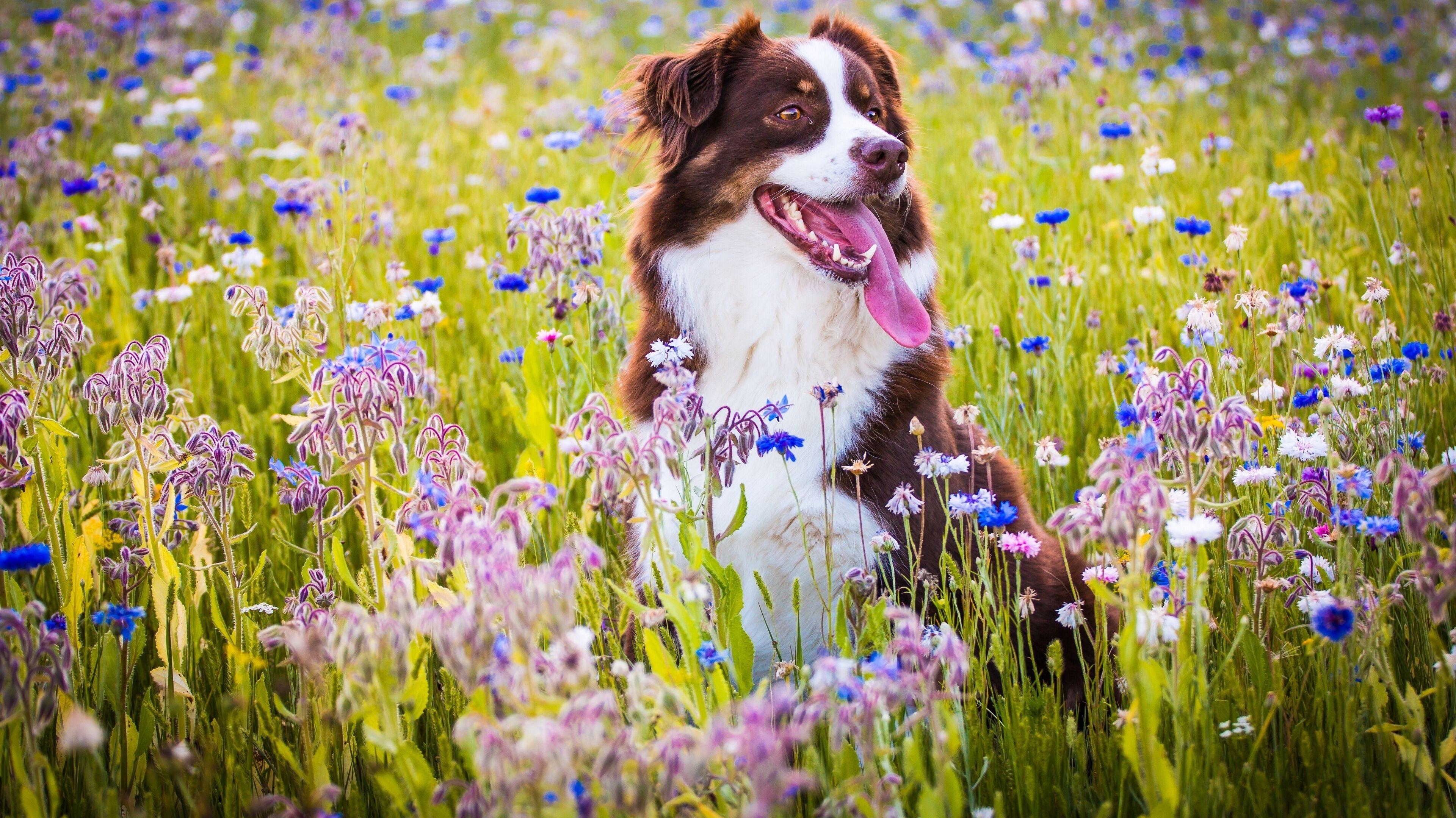 Summer Dog Wallpapers - Top Free Summer Dog Backgrounds - WallpaperAccess