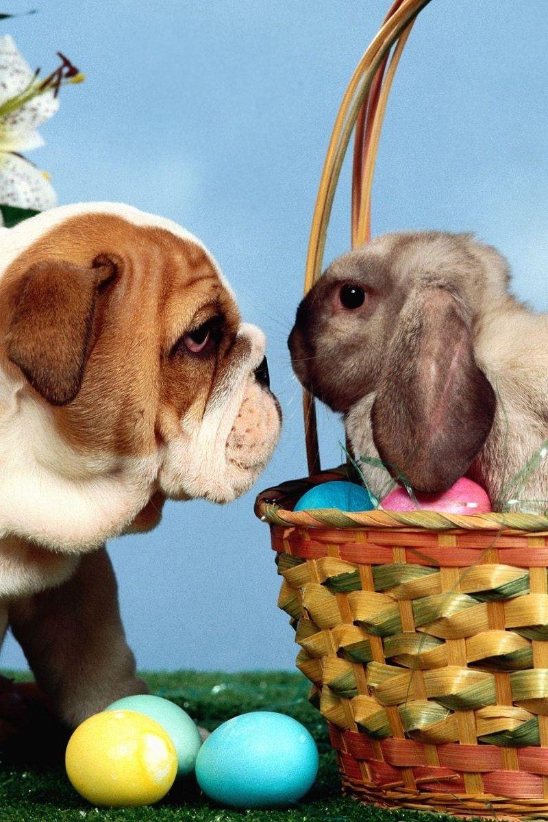 Easter Dog Wallpapers - Top Free Easter Dog Backgrounds - WallpaperAccess