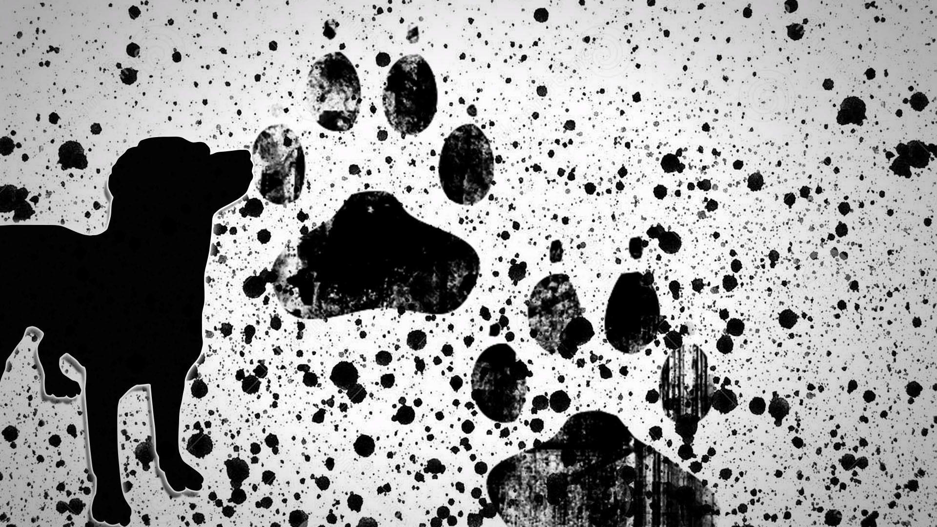 Dog Paw Wallpapers - Top Free Dog Paw Backgrounds - WallpaperAccess