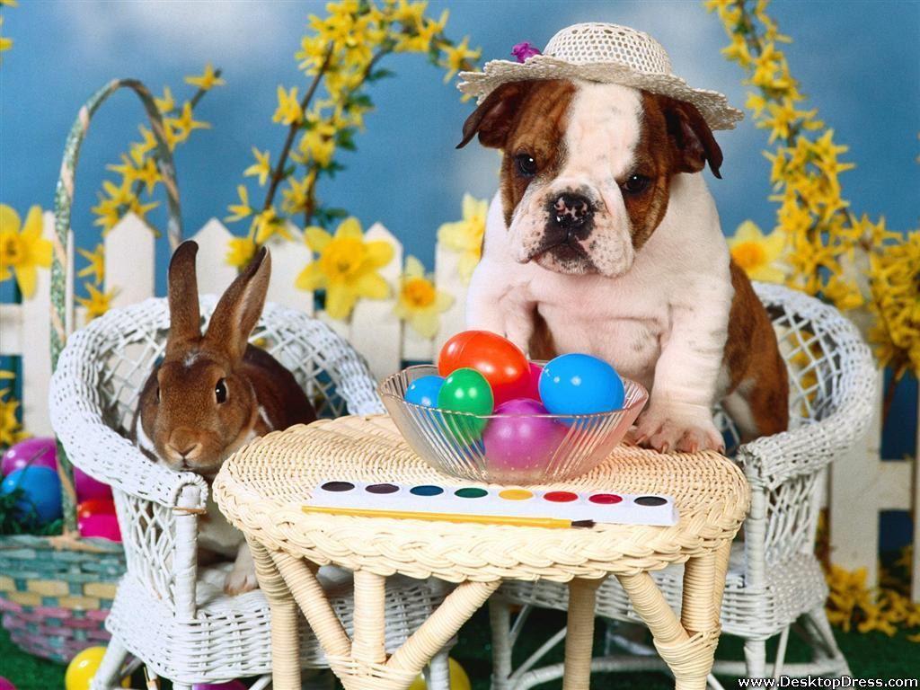 Easter Dog Wallpapers - Top Free Easter Dog Backgrounds - WallpaperAccess