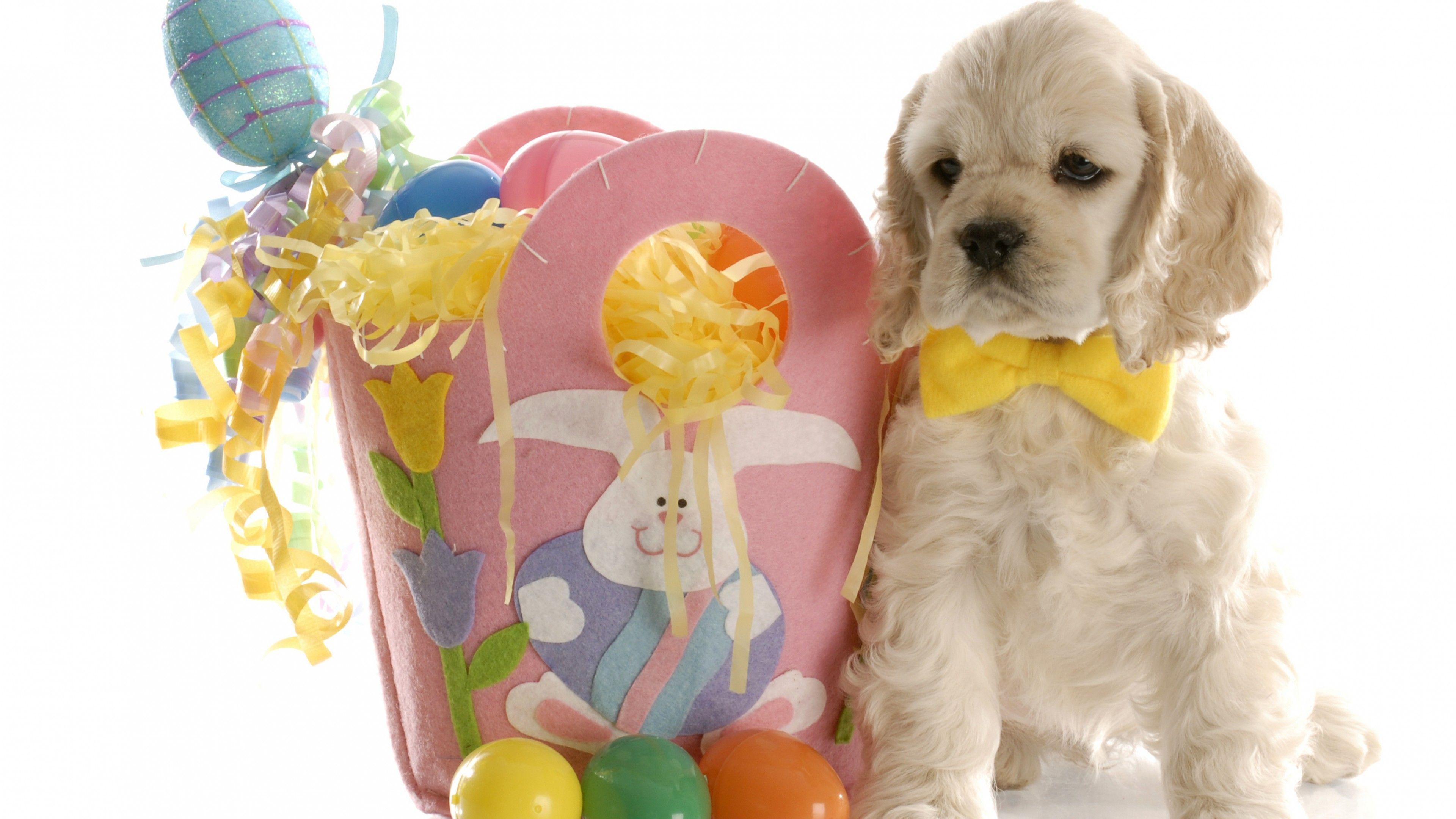 Easter Dog Wallpapers - Top Free Easter Dog Backgrounds - WallpaperAccess