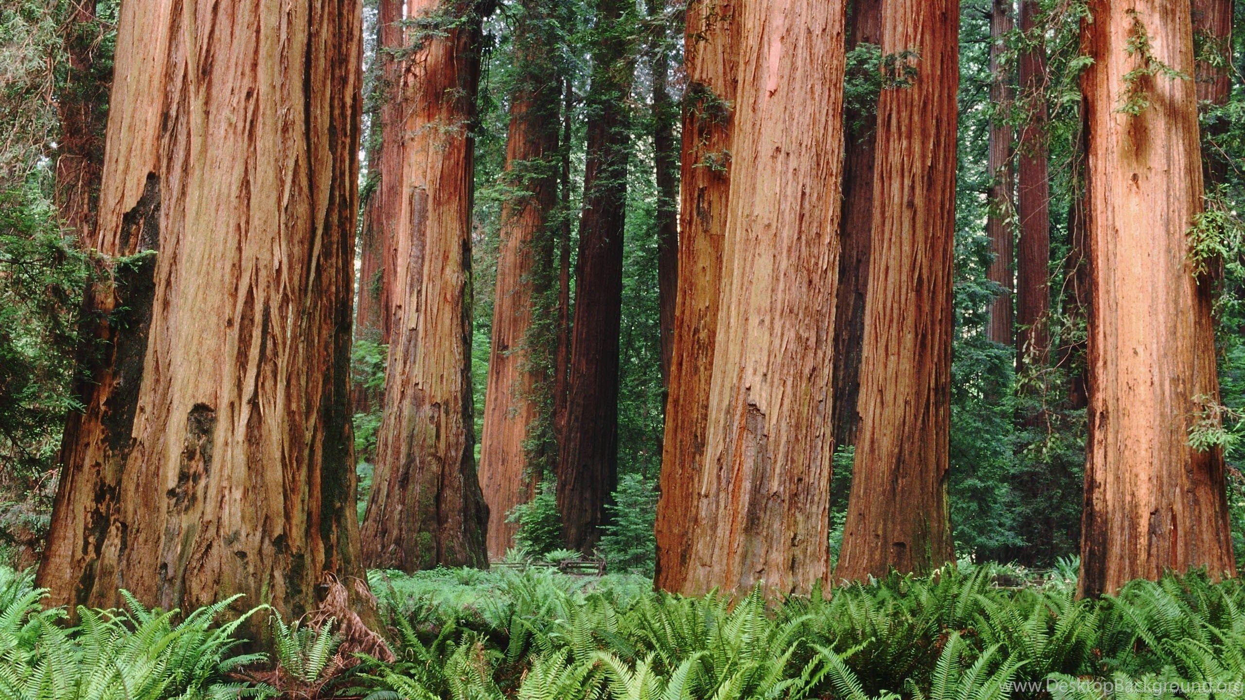 Tall Wallpapers - Top Free Tall Backgrounds - WallpaperAccess