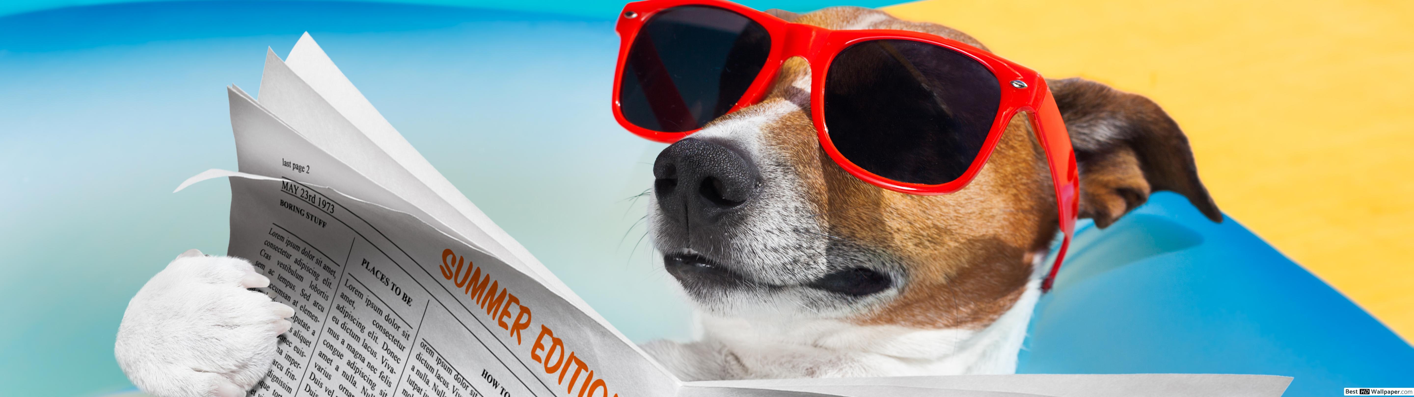 Summer Dog Wallpapers - Top Free Summer Dog Backgrounds - WallpaperAccess