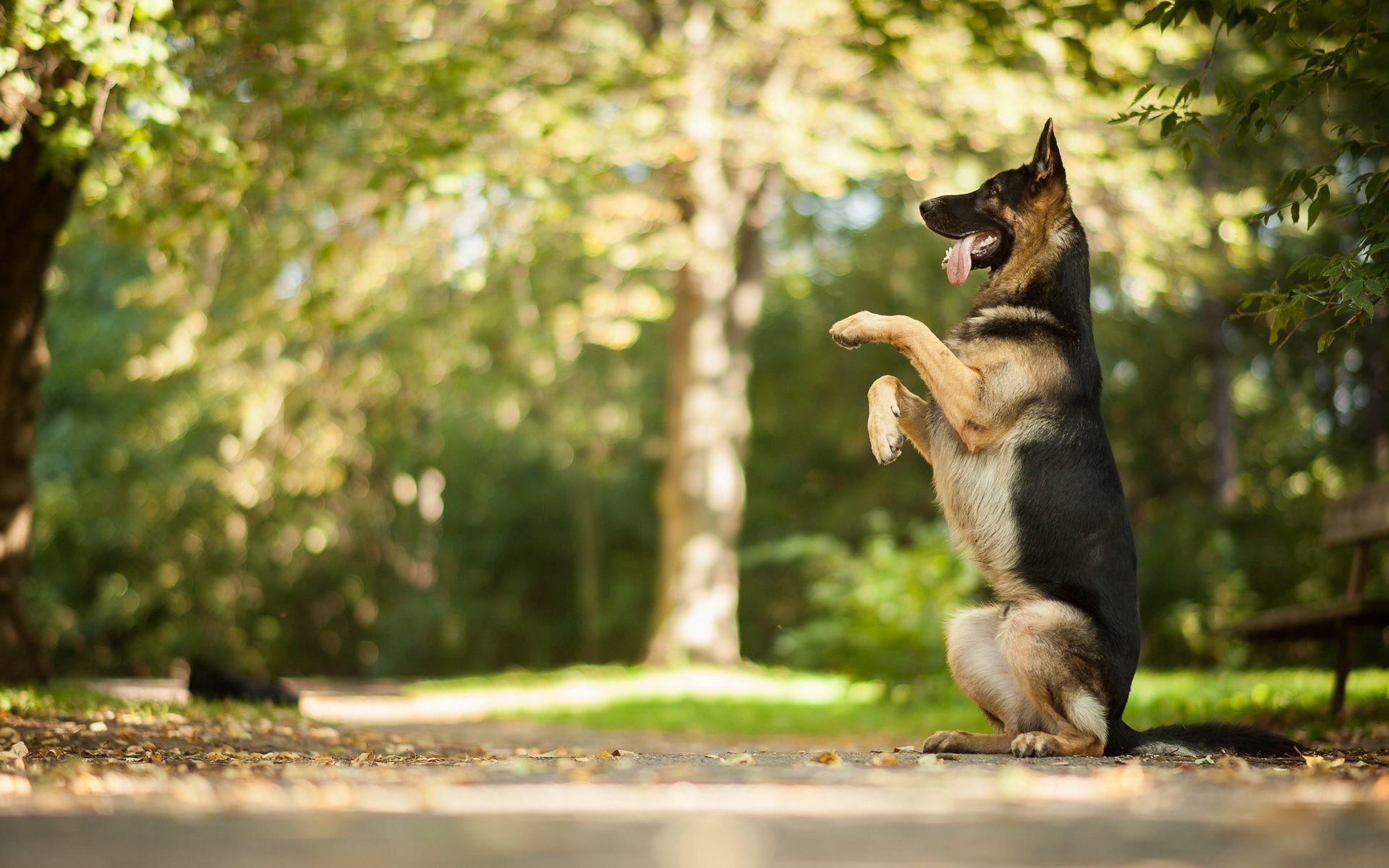 Summer Dog Wallpapers - Top Free Summer Dog Backgrounds - WallpaperAccess