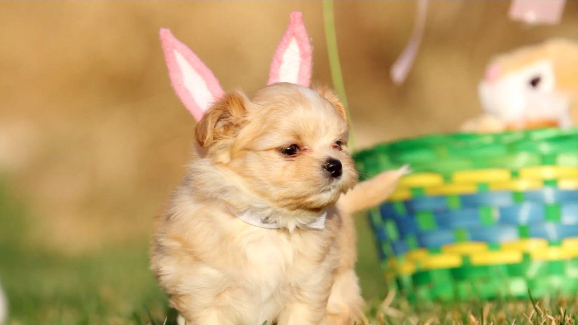 Easter Dog Wallpapers - Top Free Easter Dog Backgrounds - WallpaperAccess