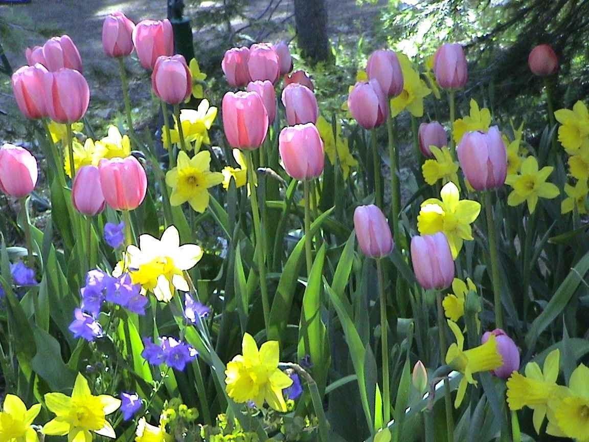 Korean Flower Wallpapers - Top Free Korean Flower Backgrounds ...