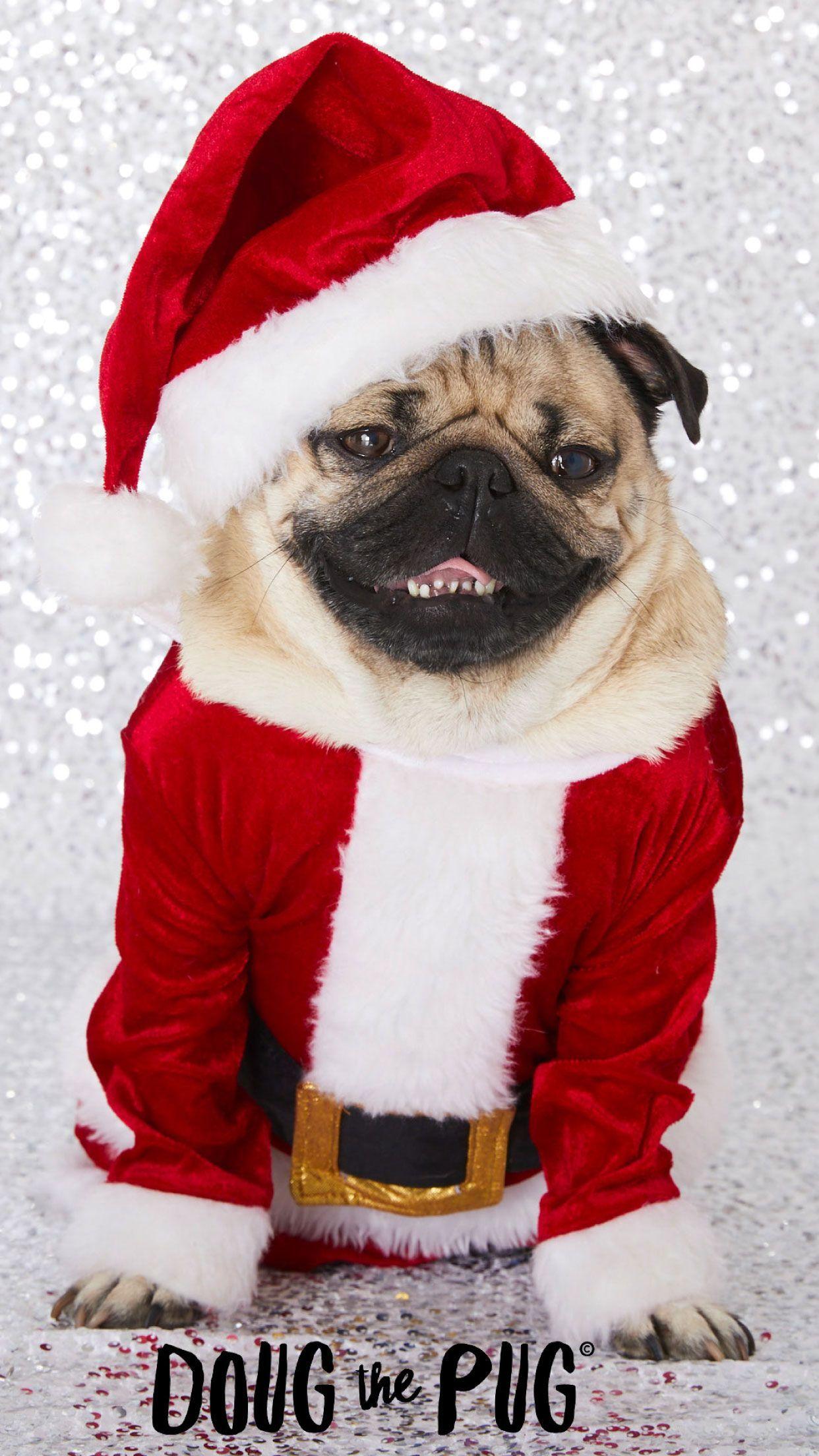 Christmas Pug Wallpapers - Top Free Christmas Pug Backgrounds ...