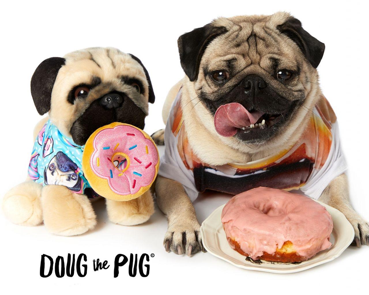 Doug the Pug Wallpapers - Top Free Doug the Pug Backgrounds ...