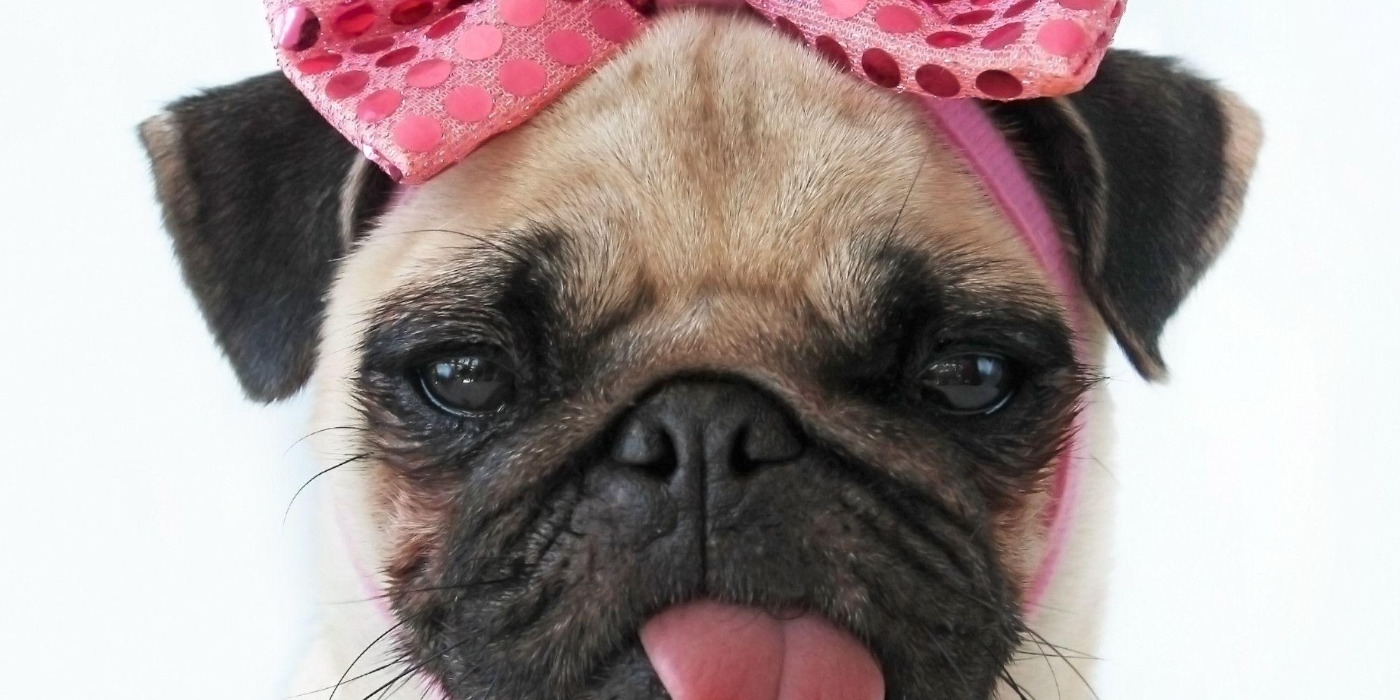 Doug the Pug Wallpapers - Top Free Doug the Pug Backgrounds ...