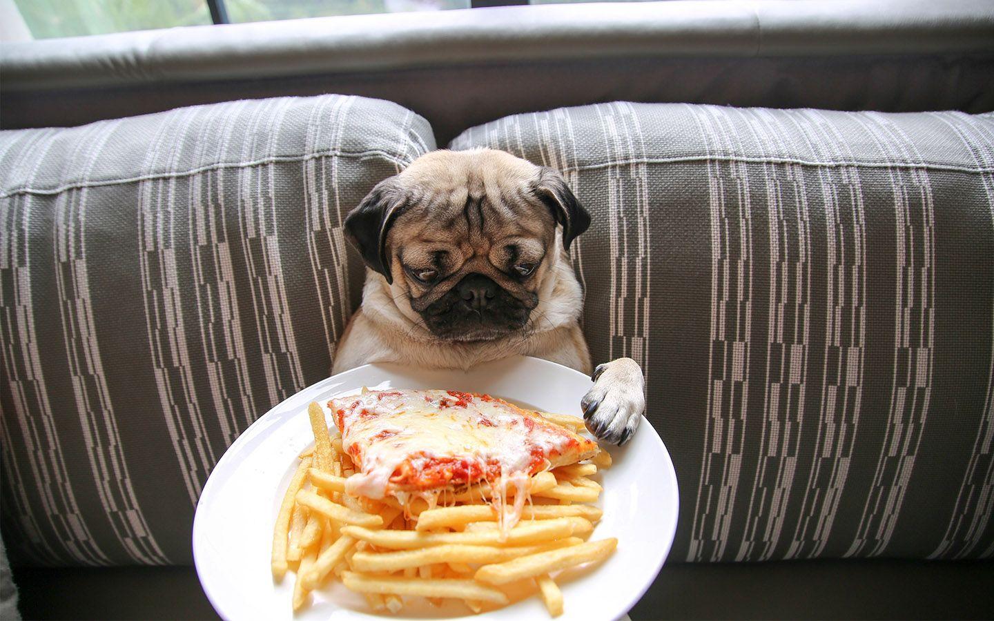 Doug the Pug Wallpapers - Top Free Doug the Pug Backgrounds ...