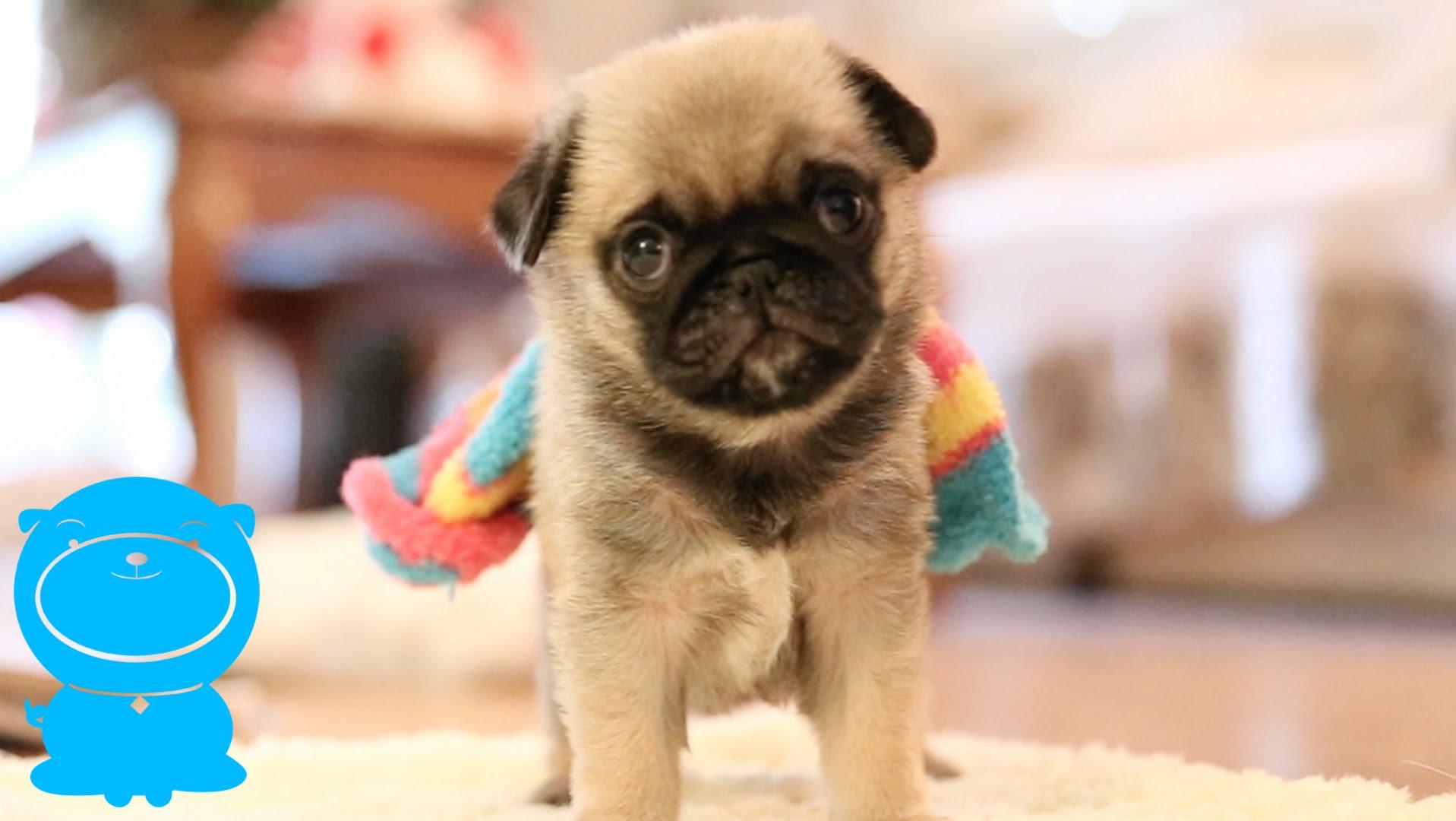 Baby Pugs Wallpapers - Top Free Baby Pugs Backgrounds - WallpaperAccess
