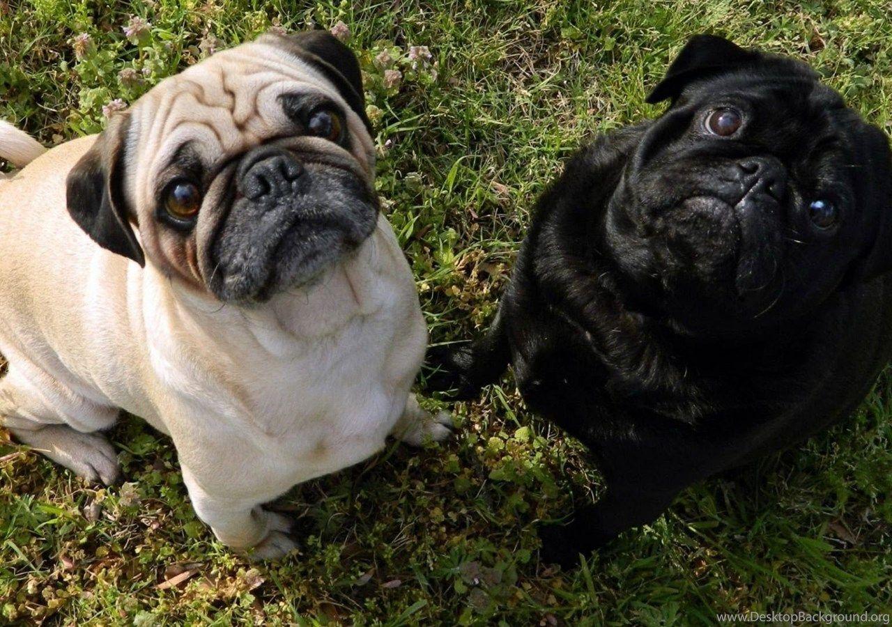 Baby Pugs Wallpapers - Top Free Baby Pugs Backgrounds - WallpaperAccess