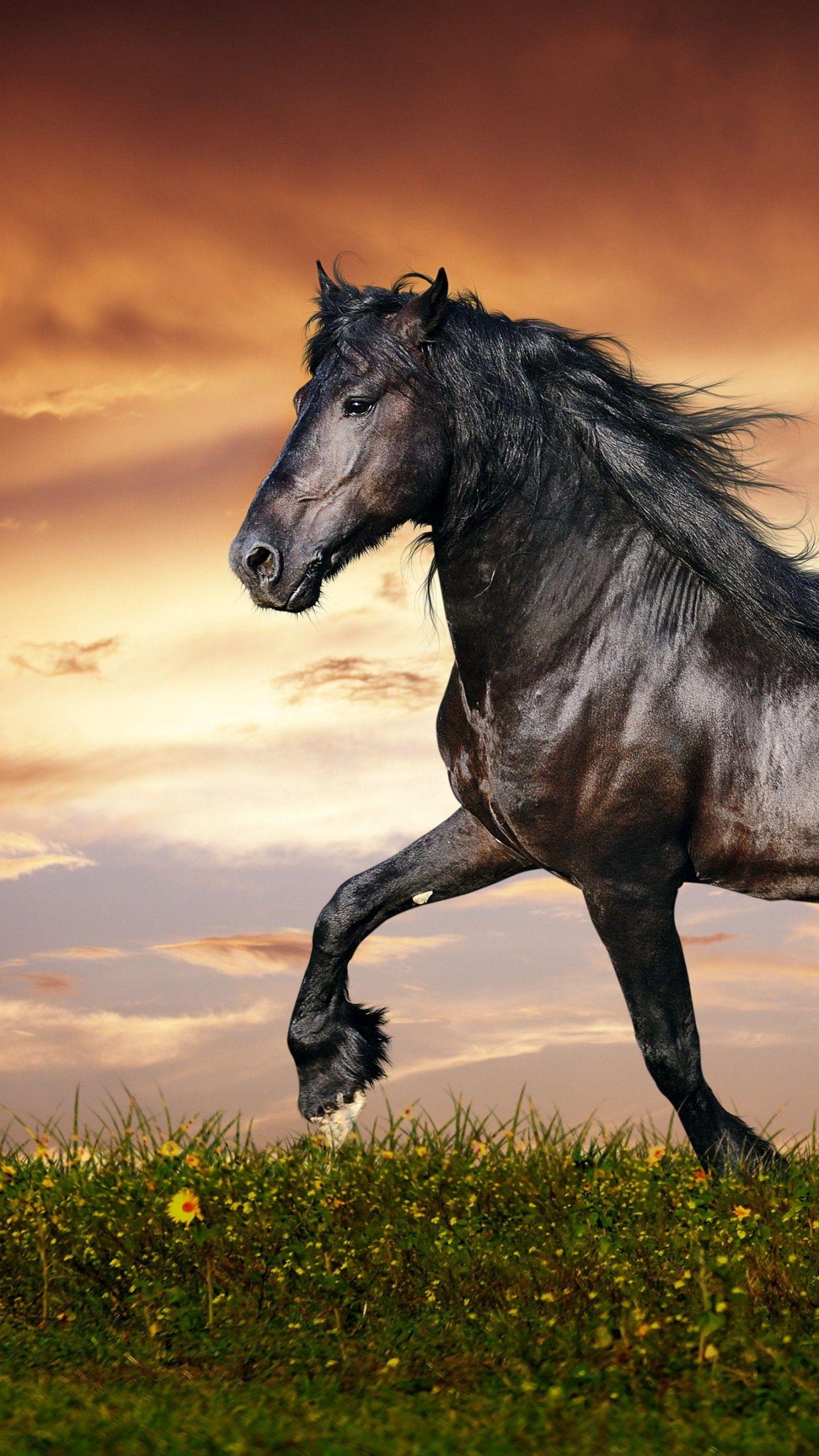 Horse Sunset 4K Wallpapers - Top Free Horse Sunset 4K Backgrounds ...