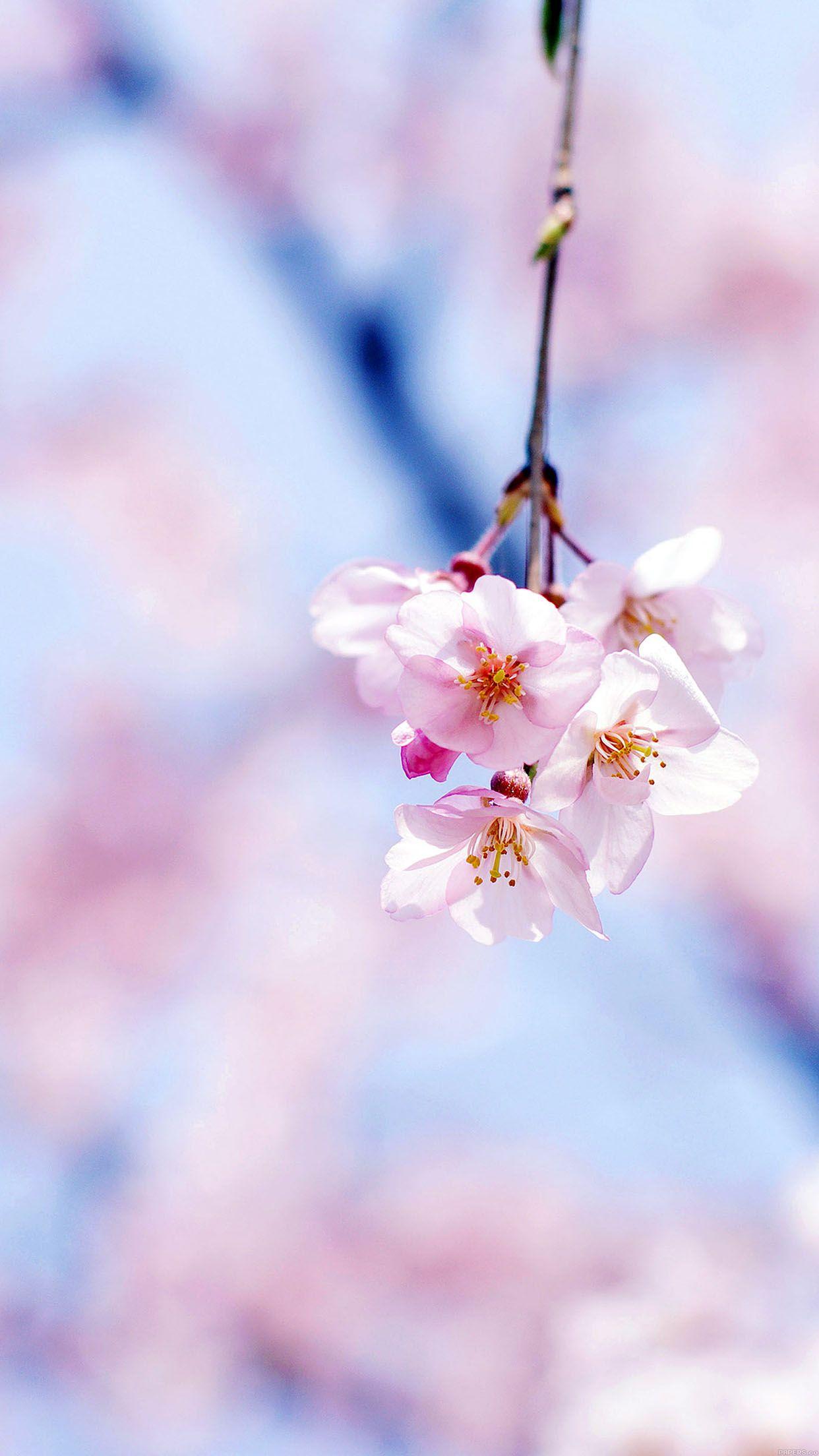 Sakura iPhone Wallpapers - Top Free Sakura iPhone Backgrounds ...