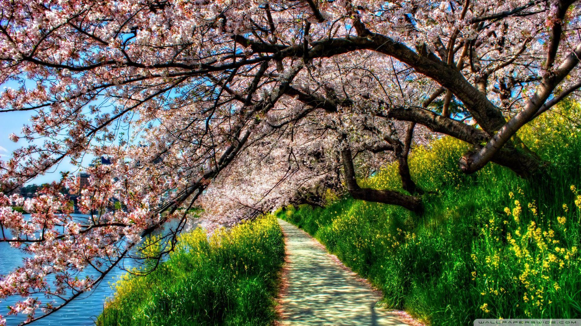 Cherry Blossom Garden Wallpapers - Top Free Cherry Blossom Garden ...