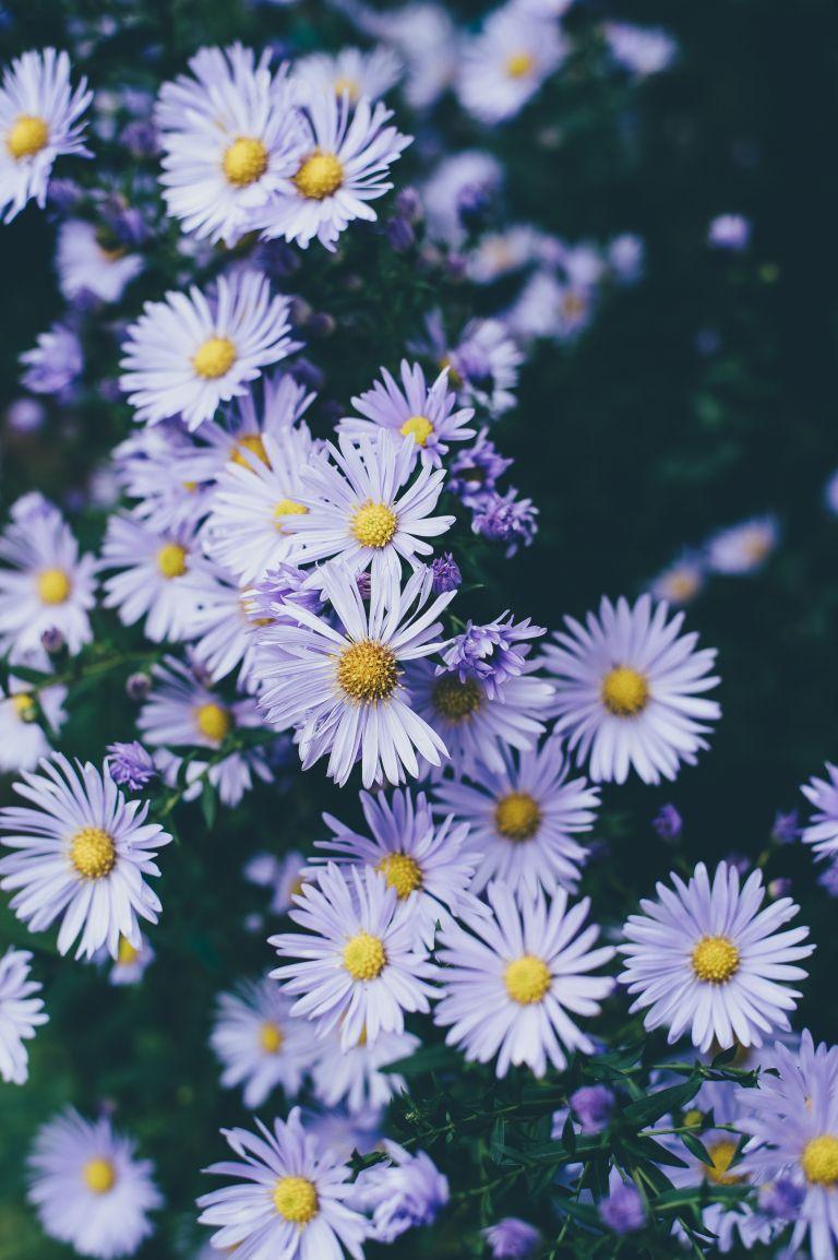 Daisy iPhone Wallpapers - Top Free Daisy iPhone Backgrounds ...