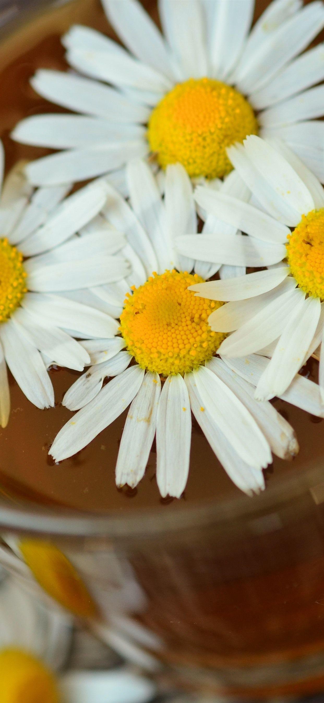 Daisy iPhone Wallpapers - Top Free Daisy iPhone Backgrounds ...