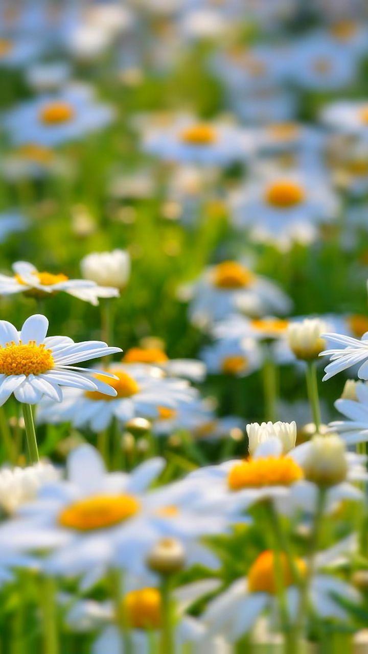 Daisy iPhone Wallpapers - Top Free Daisy iPhone Backgrounds ...