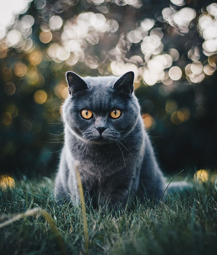 Grey Cat Wallpapers - Top Free Grey Cat Backgrounds - WallpaperAccess