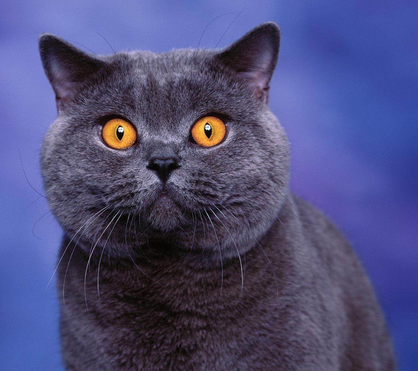 British Shorthair Wallpapers - Top Free British Shorthair Backgrounds ...