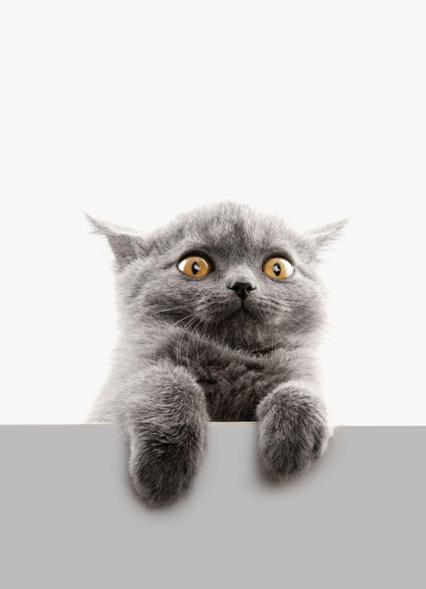 British Shorthair Wallpapers - Top Free British Shorthair Backgrounds ...
