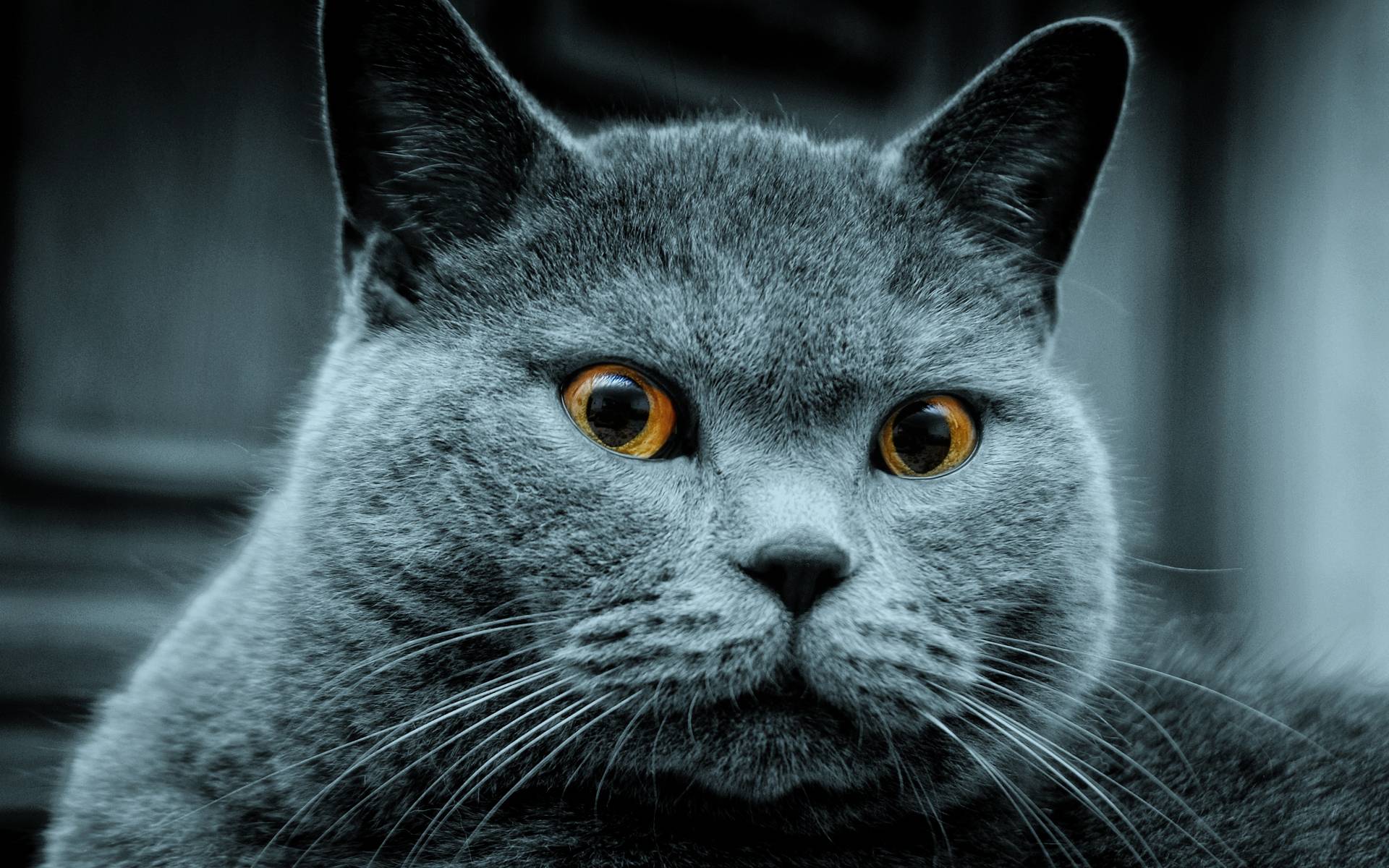British Shorthair Wallpapers - Top Free British Shorthair Backgrounds ...