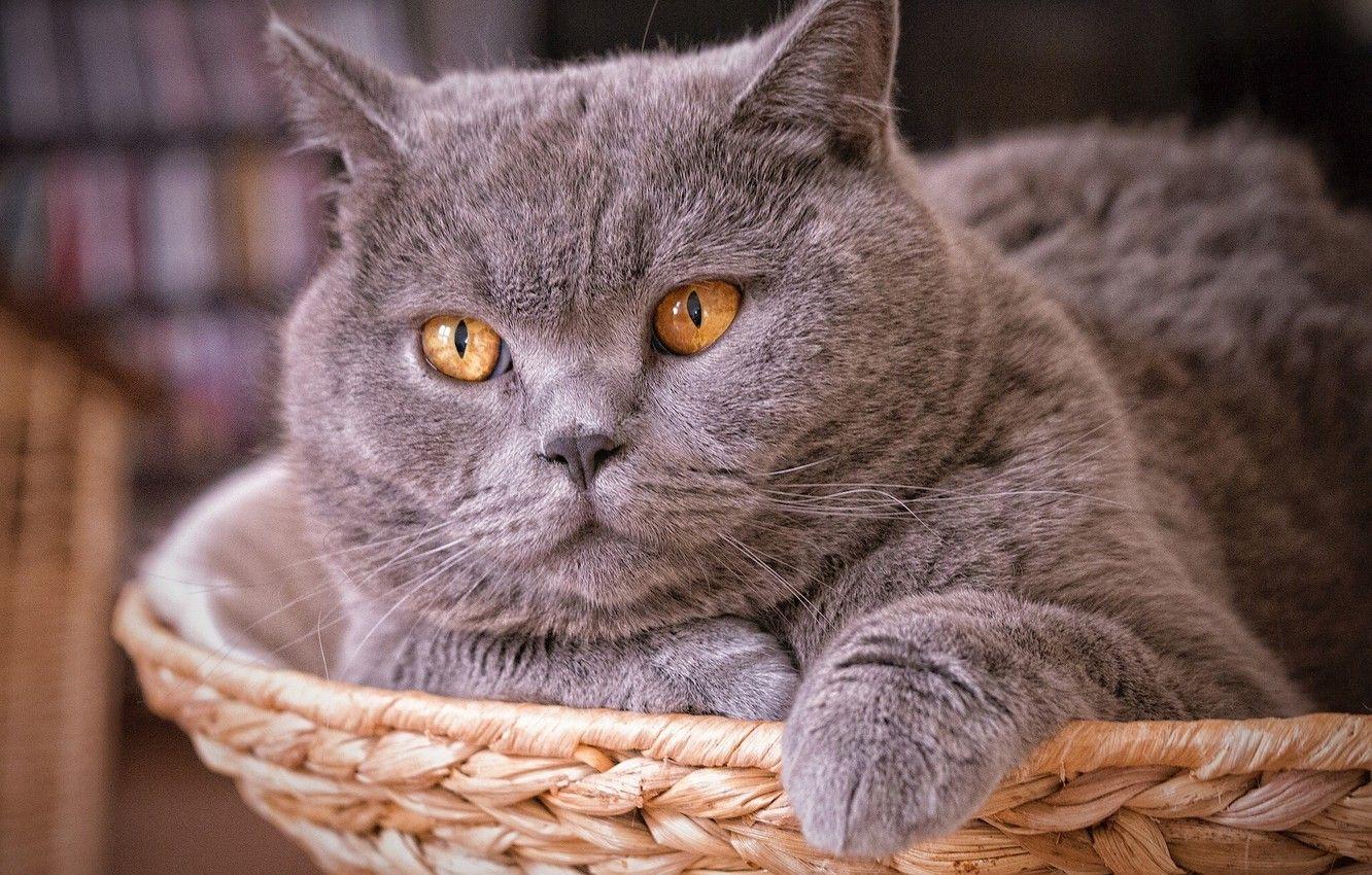 British Shorthair Wallpapers - Top Free British Shorthair Backgrounds ...