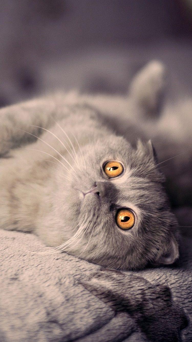 British Shorthair Wallpapers - Top Free British Shorthair Backgrounds ...