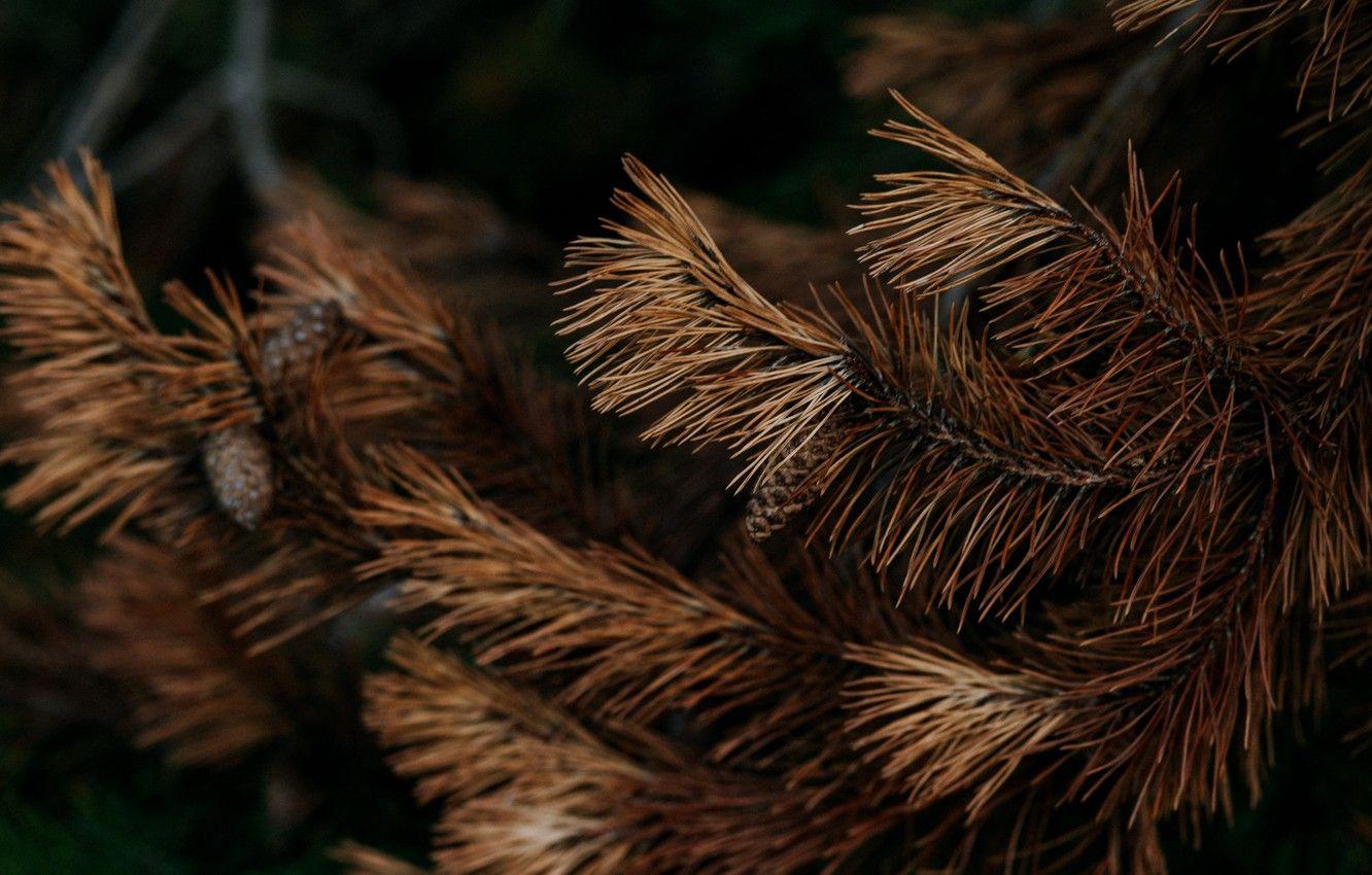 Nature 2k Wallpapers - Top Free Nature 2k Backgrounds - WallpaperAccess