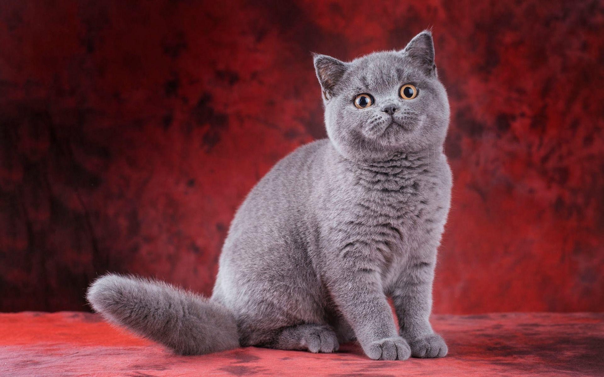 British Shorthair Wallpapers - Top Free British Shorthair Backgrounds ...