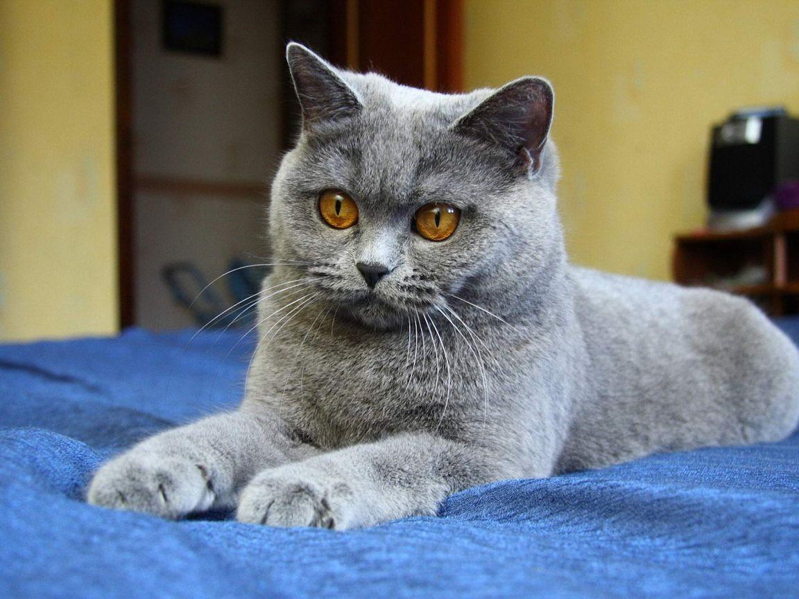 British Shorthair Wallpapers - Top Free British Shorthair Backgrounds ...