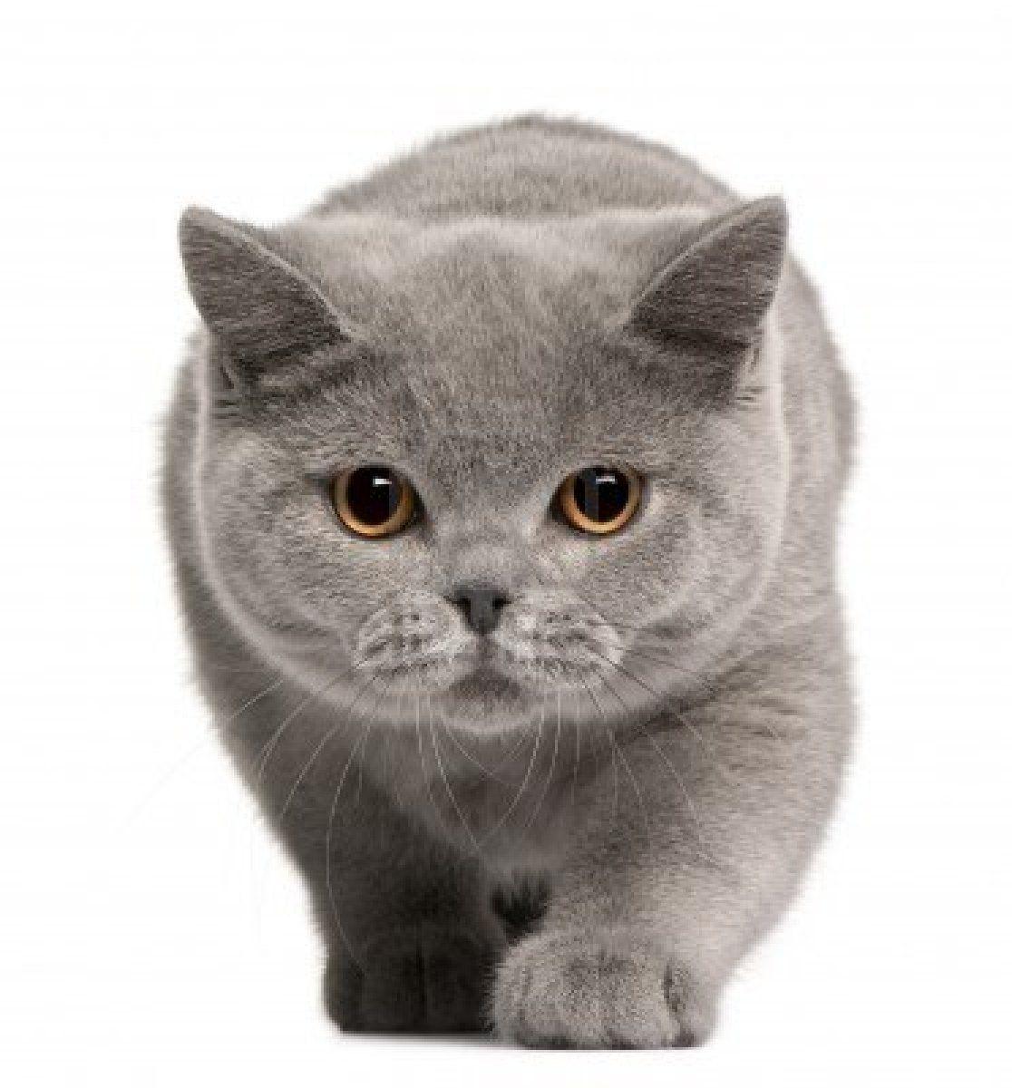British Shorthair Wallpapers - Top Free British Shorthair Backgrounds ...