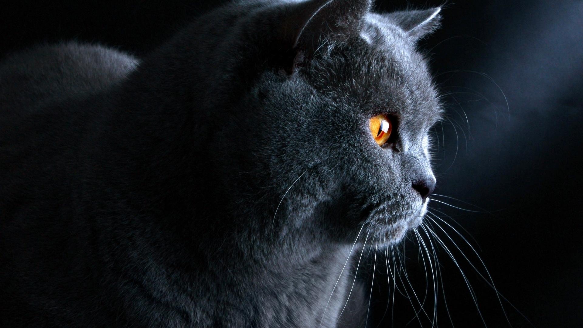 British Shorthair Wallpapers - Top Free British Shorthair Backgrounds ...