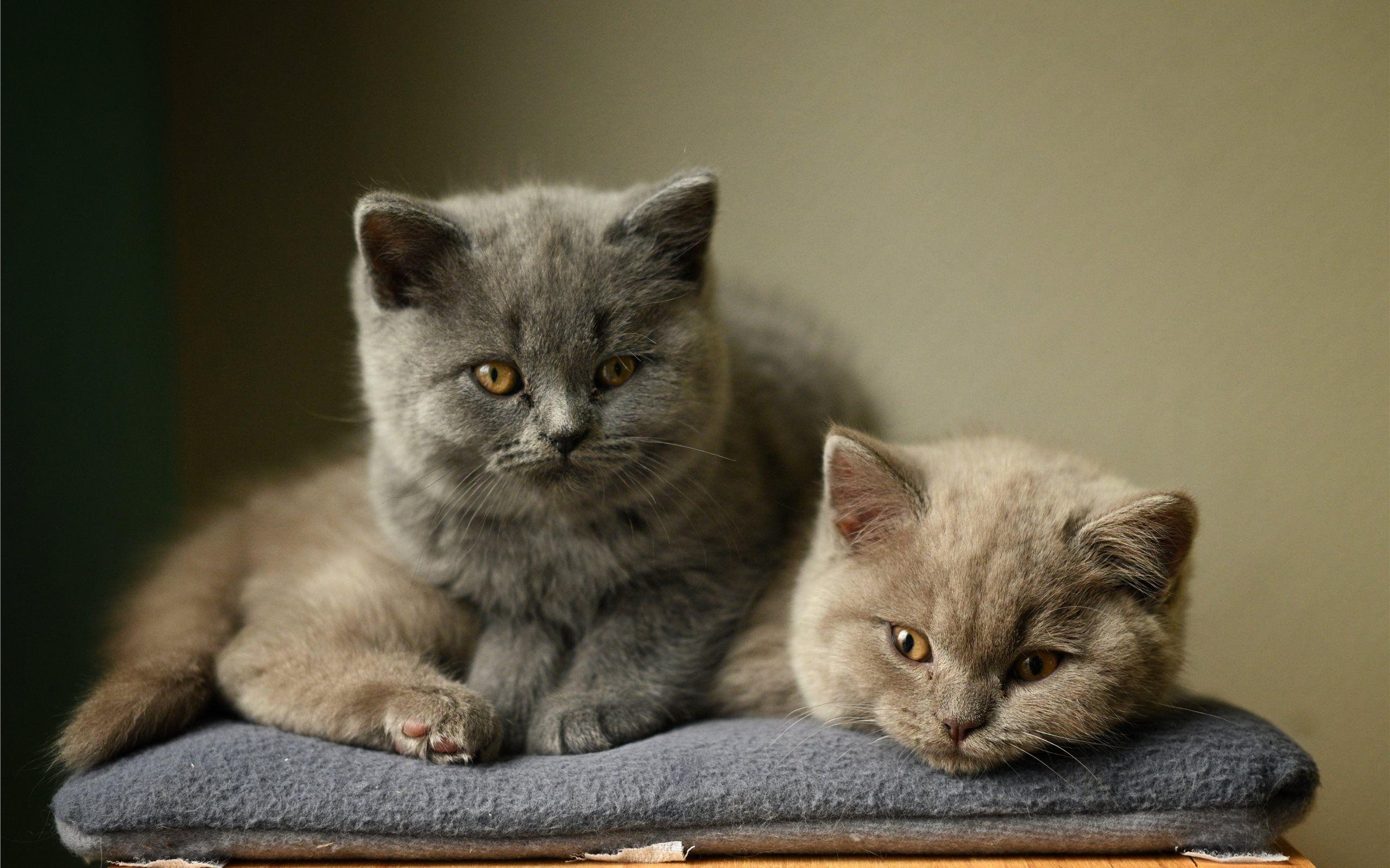 British Shorthair Wallpapers - Top Free British Shorthair Backgrounds ...