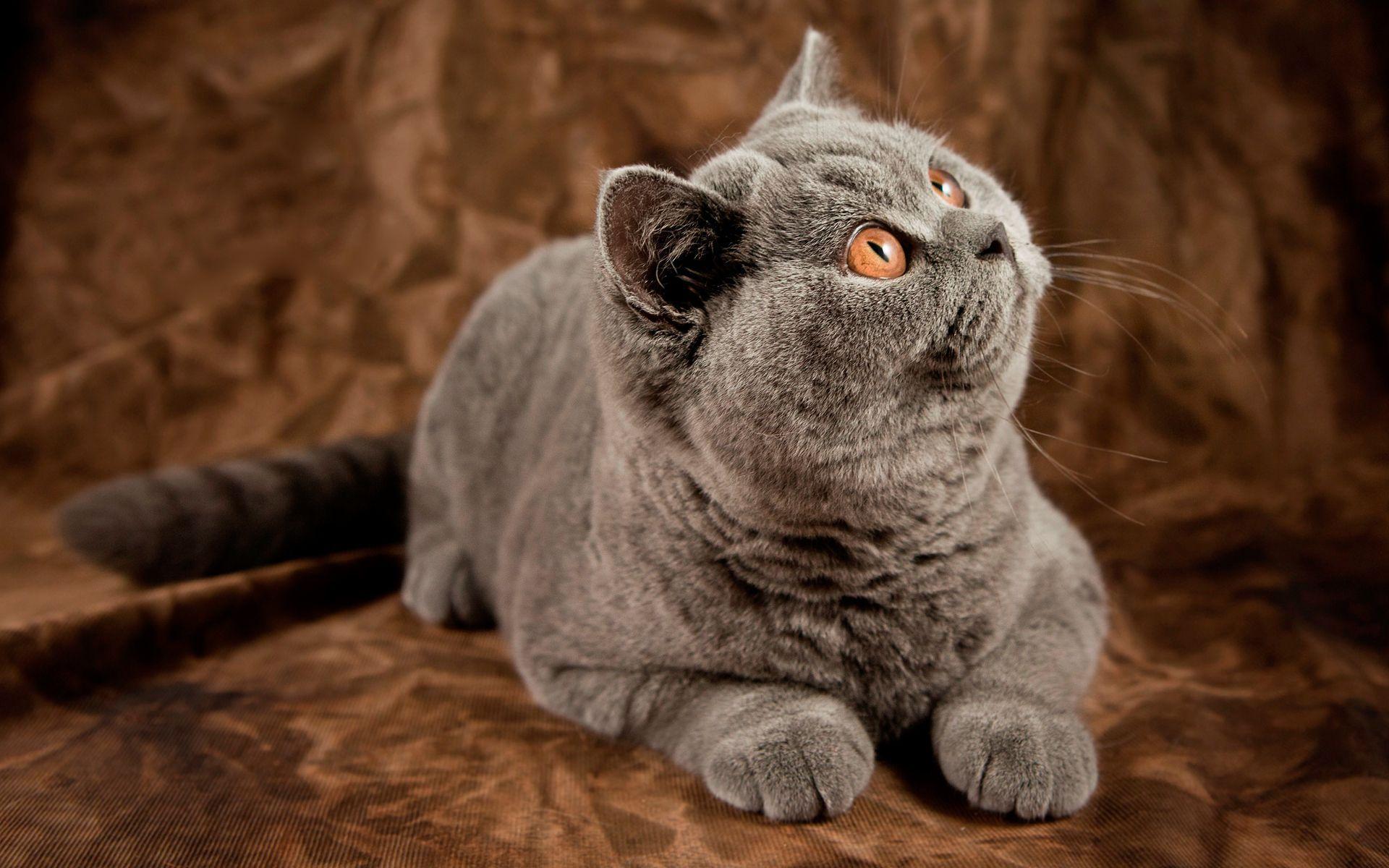British Shorthair Wallpapers - Top Free British Shorthair Backgrounds ...