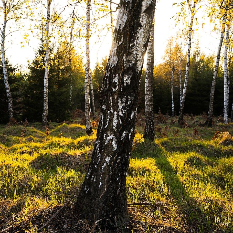 Nature 2k Wallpapers - Top Free Nature 2k Backgrounds - WallpaperAccess