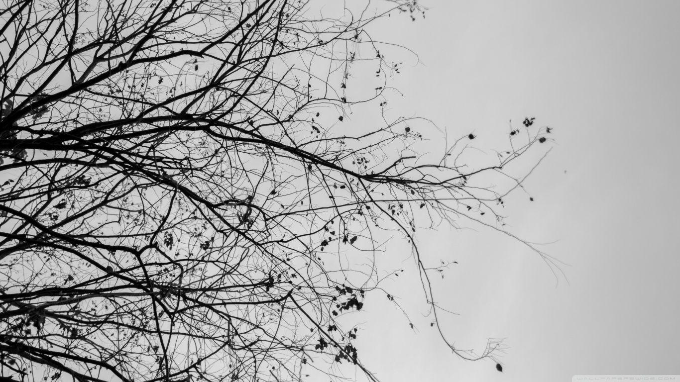 Tree Branch Wallpapers - Top Free Tree Branch Backgrounds - WallpaperAccess