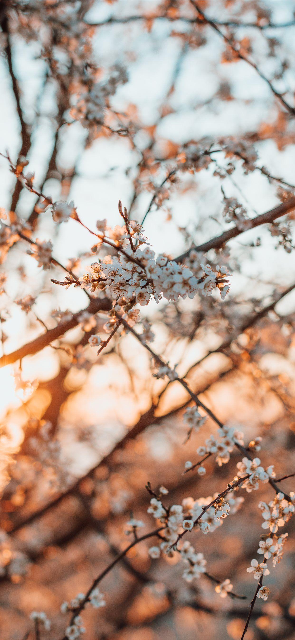 Tree Branch Wallpapers - Top Free Tree Branch Backgrounds - WallpaperAccess