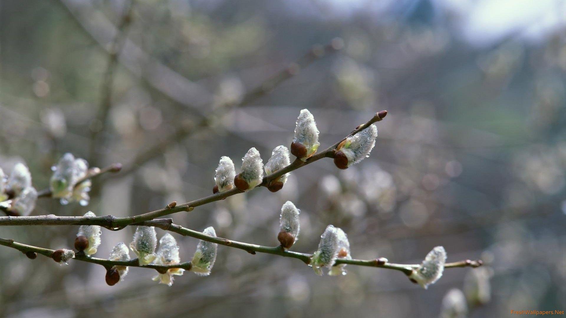 Tree Branch Wallpapers - Top Free Tree Branch Backgrounds - WallpaperAccess