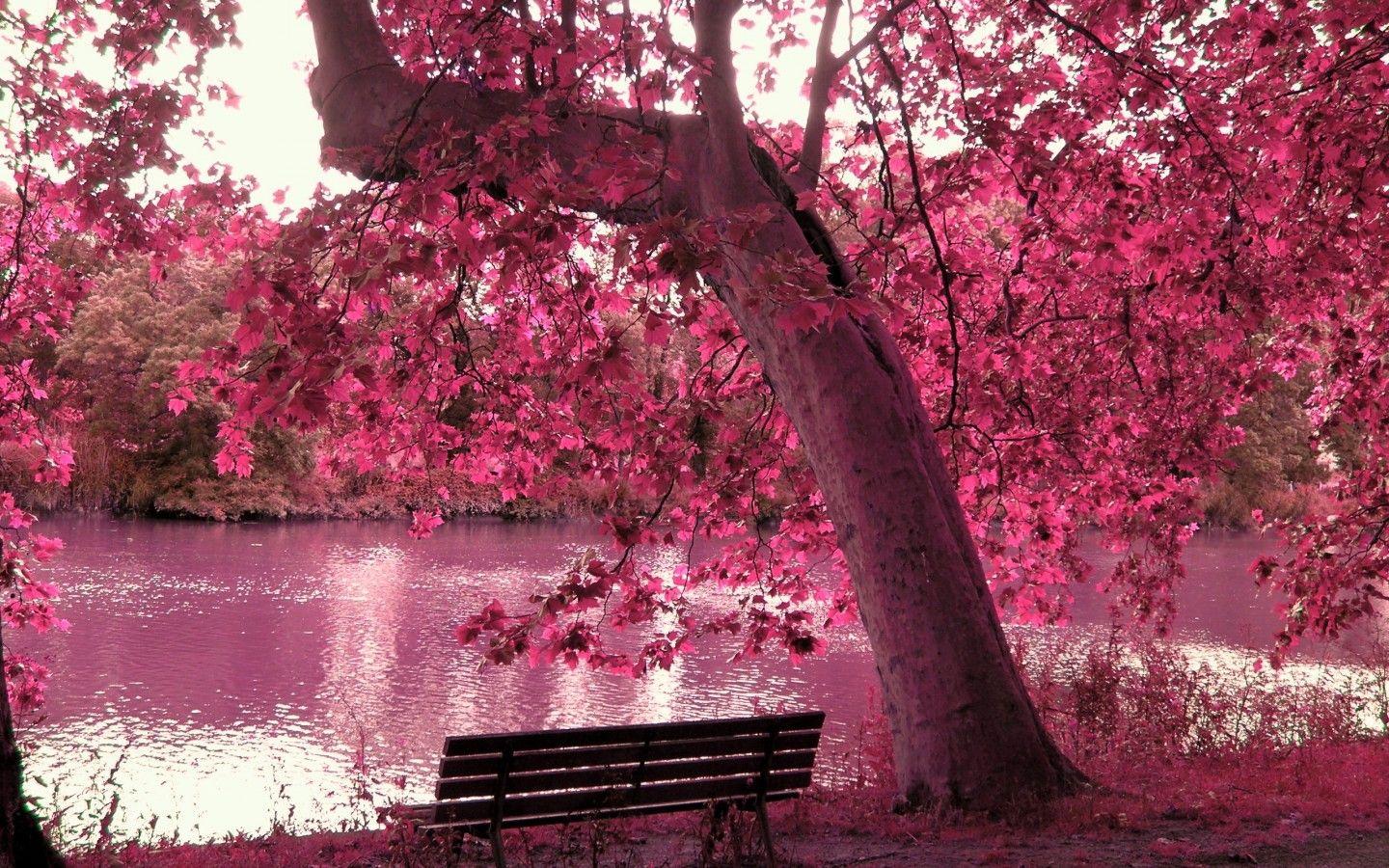 Cherry Blossom Landscape Wallpapers - Top Free Cherry Blossom Landscape ...